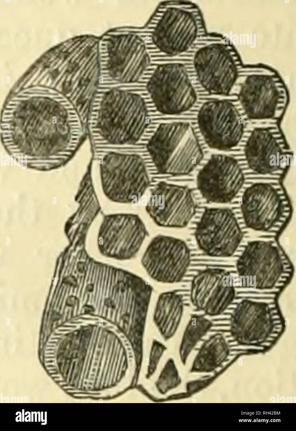 . British bee journal & bee-keepers adviser. Bees. 40 THE BRITISH BEE JOURNAL. [July 1, 1876 ...