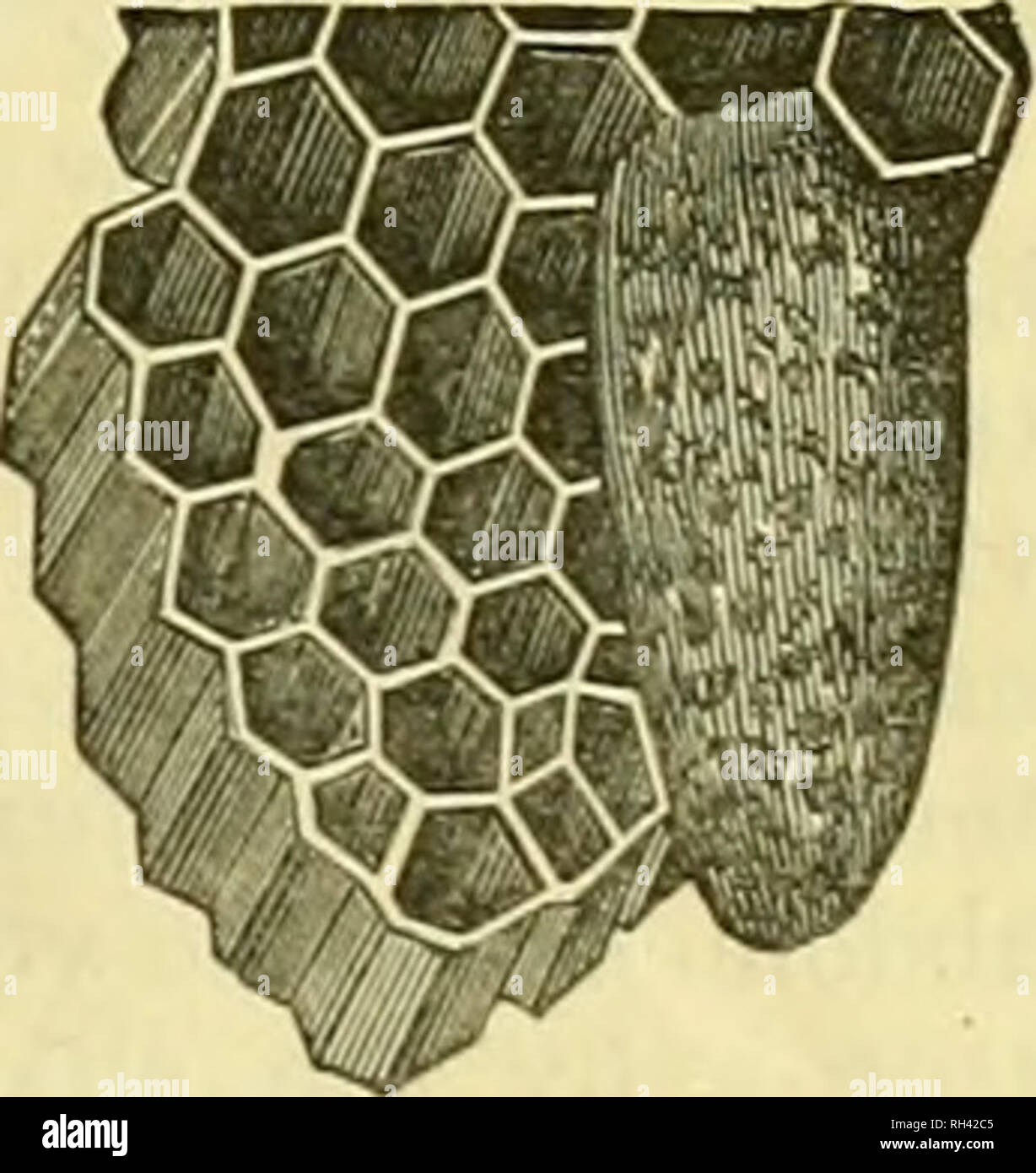 . British bee journal & bee-keepers adviser. Bees. July 1, 1876.] THE BRITISH BEE JOURNAL. 39 ...