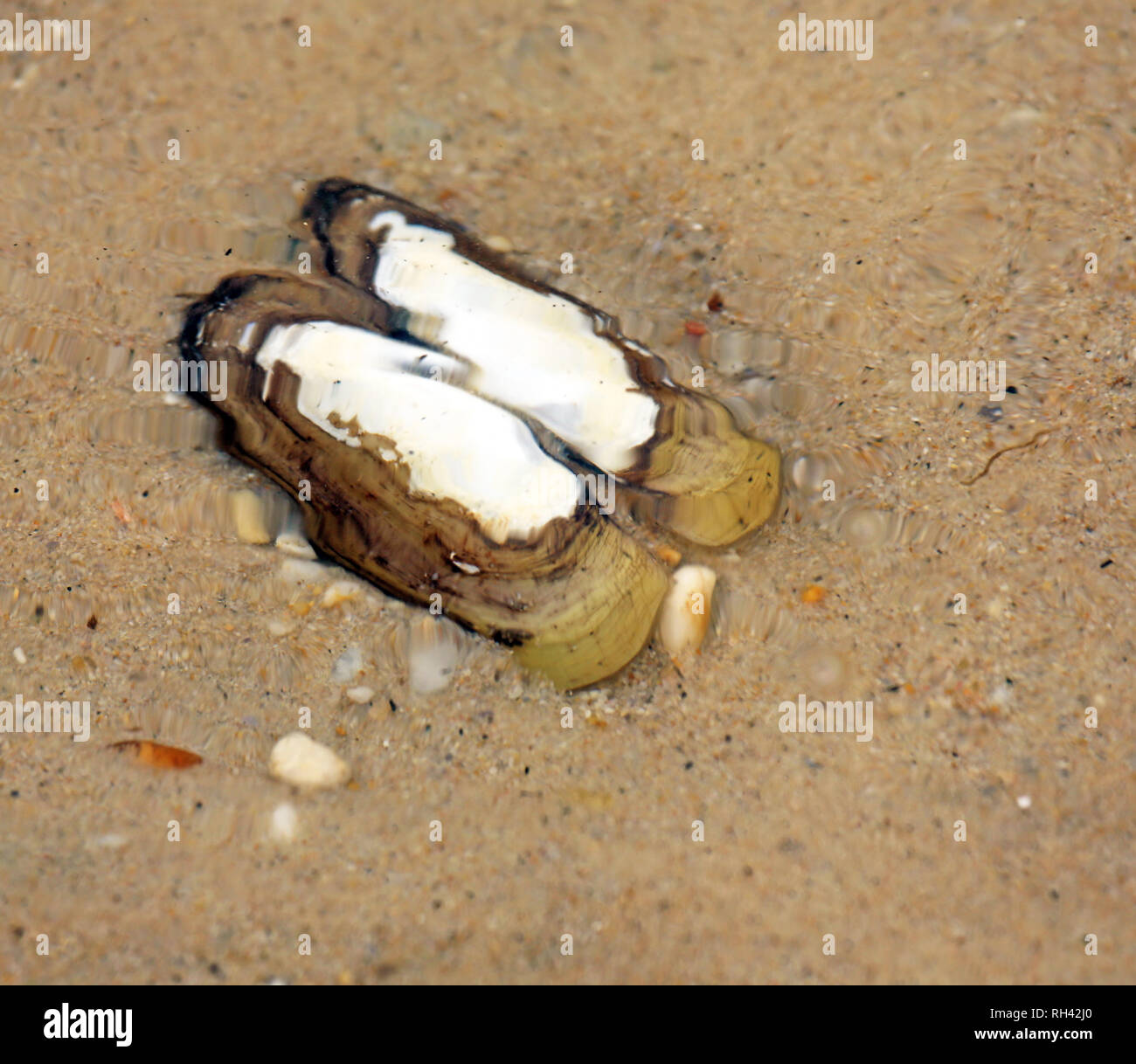 opened dead clam shell on sandy bottom under rippled water Stock Photo ...