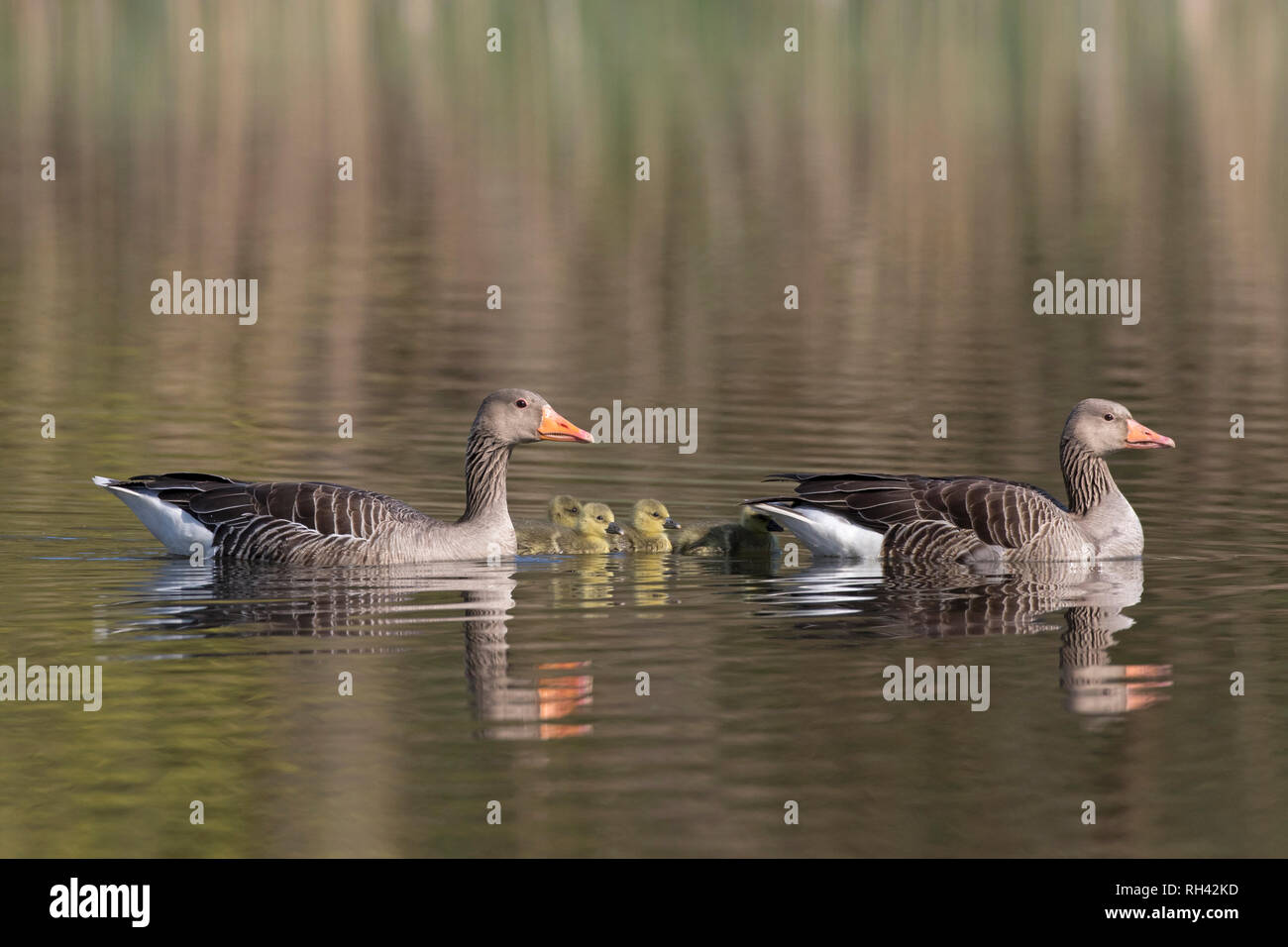 Greylag goose chick uk hi-res stock photography and images - Alamy