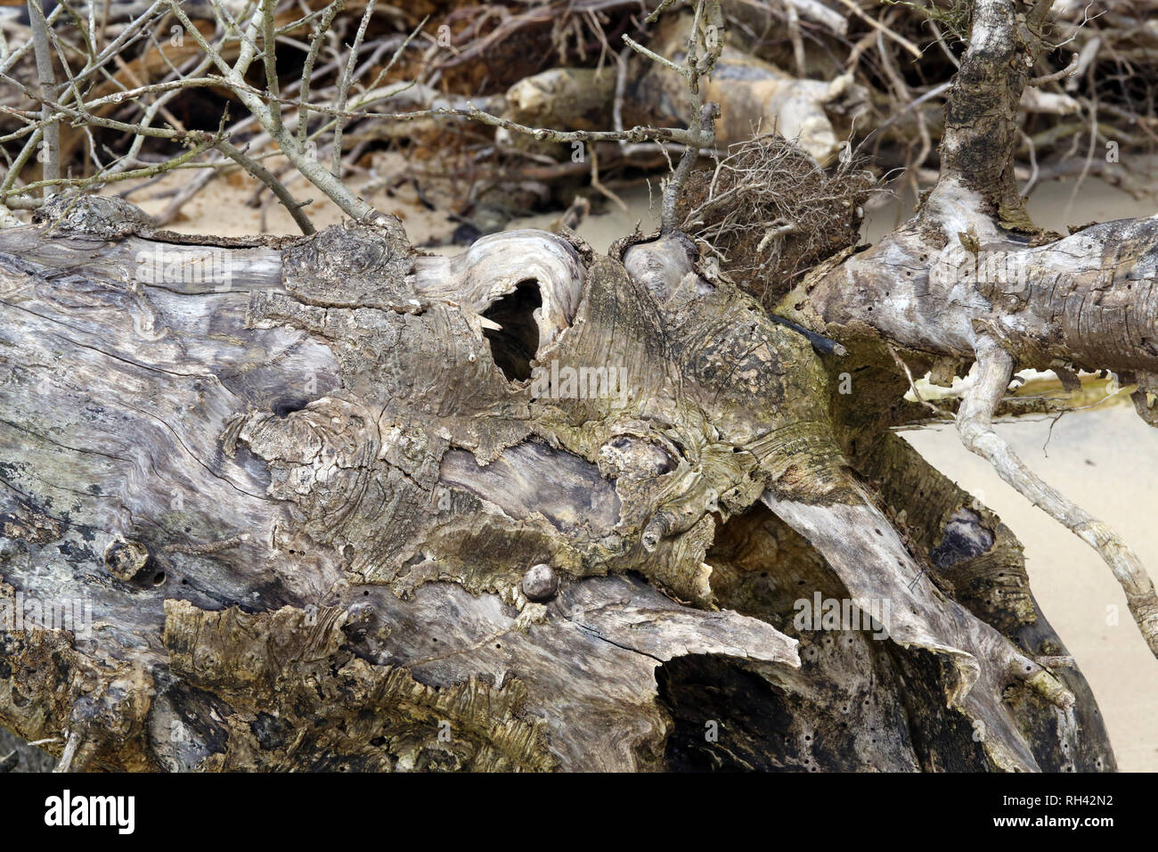 gnarly textured driftwood on beach Stock Photo - Alamy