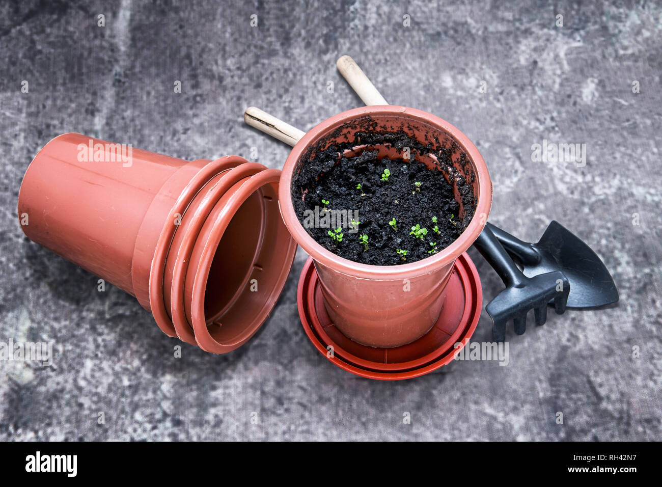Seedlings of perennial flowers in pots. Seating seedlings Stock Photo ...