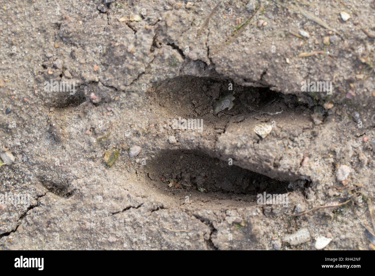 Fallow deer (Dama dama) footprint in sand showing hooves Stock Photo ...