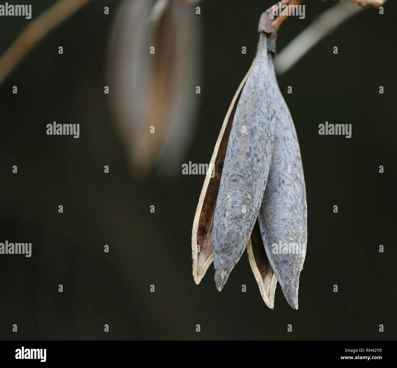 Hanging Seed Pods High Resolution Stock Photography and Images - Alamy