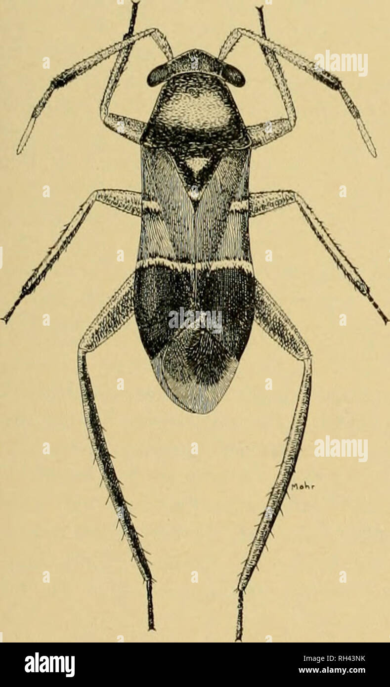 Clavus ii hi-res stock photography and images - Alamy