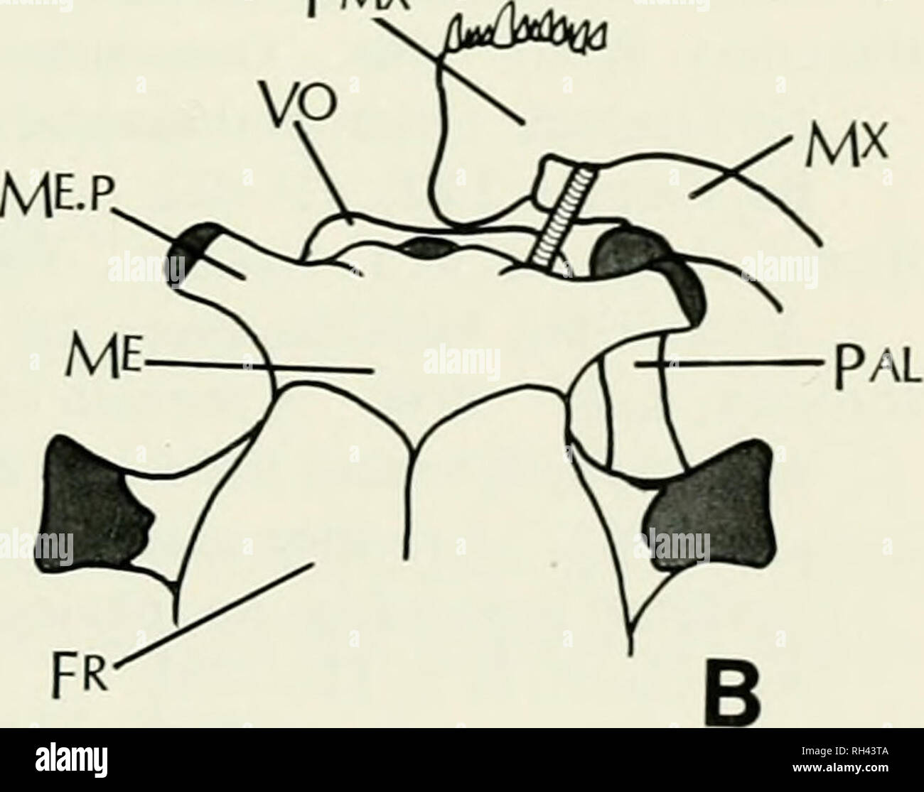 . Breviora. PMX. Figure 10. Ethmovomer and upper jaw of adult specimens ...