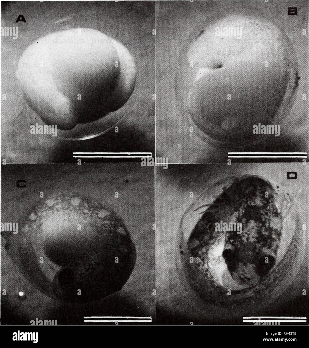 . Brimleyana. Zoology; Ecology; Natural history. Salamander Egg Sizes ...