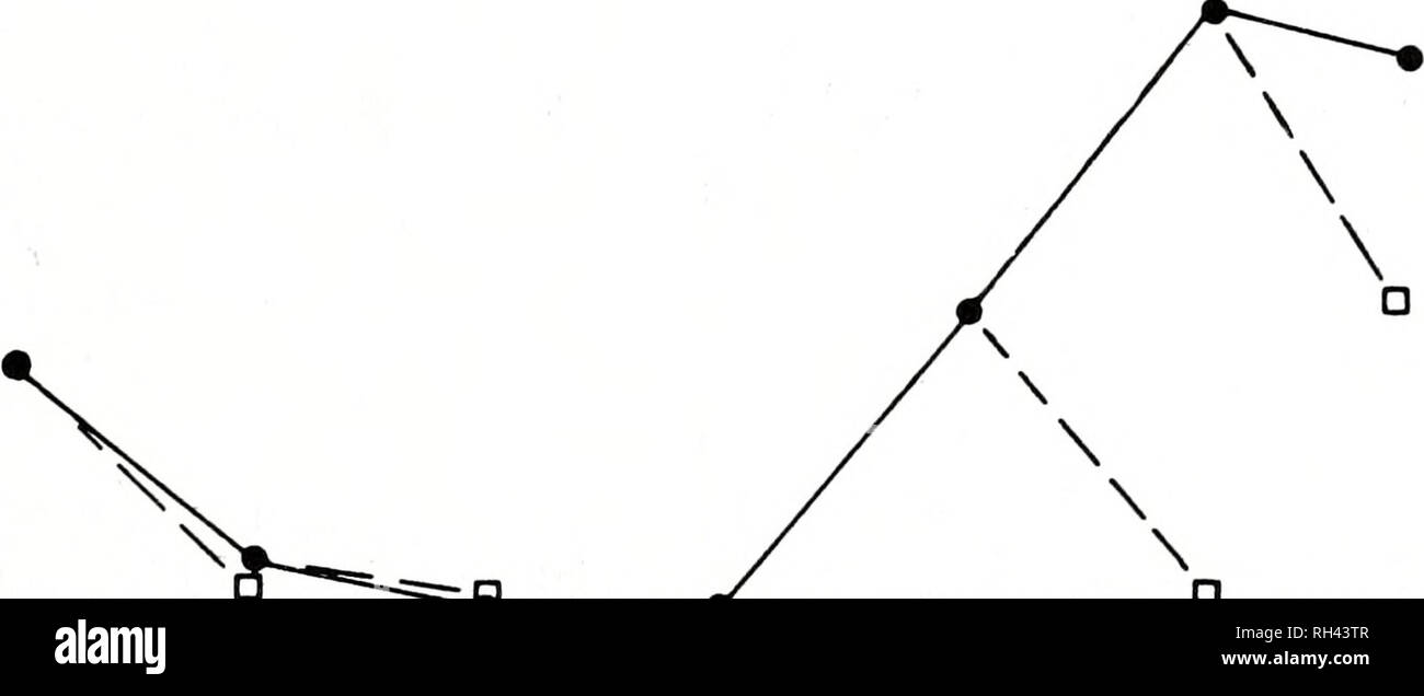 Pygmy killifish leptolucania ommata hi-res stock photography and images ...