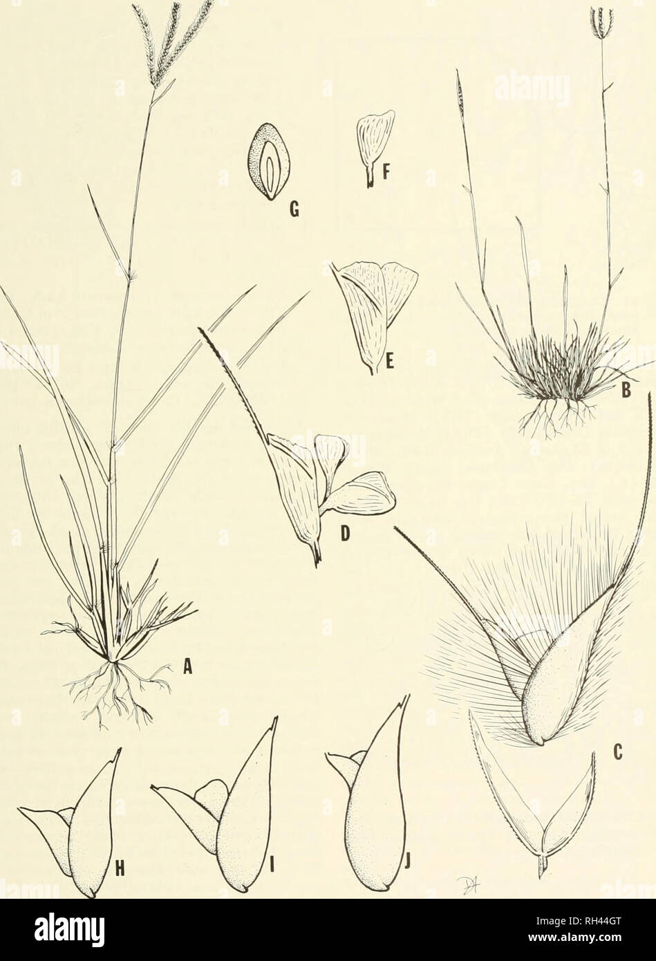 . Brigham Young University science bulletin. Biology -- Periodicals ...