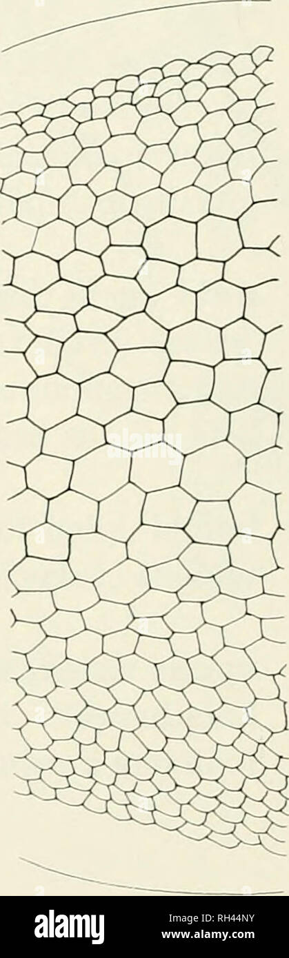 Lionotus High Resolution Stock Photography and Images - Alamy