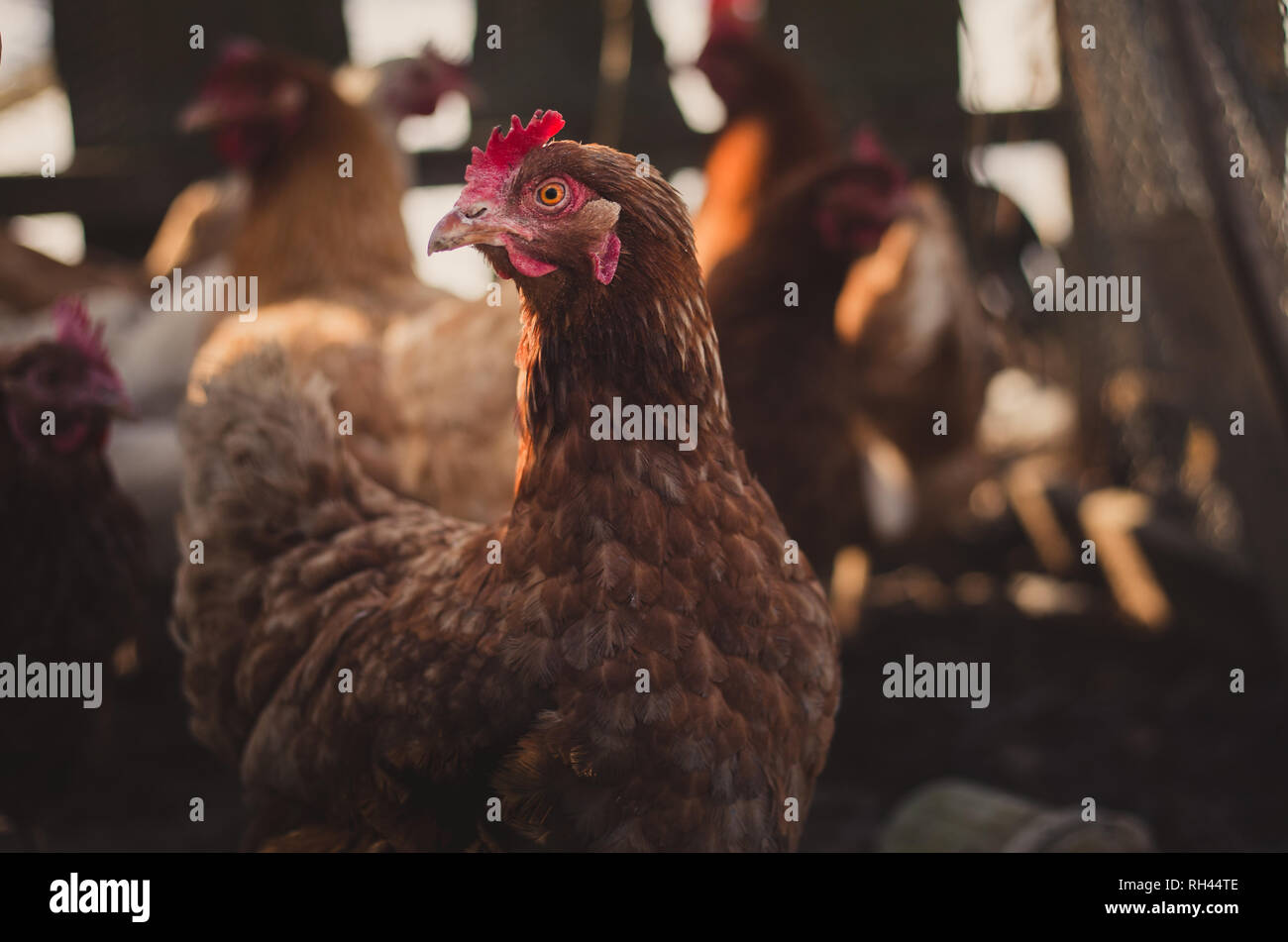 Outdoor portrait of hen in free breeding with other hens and chickens ...