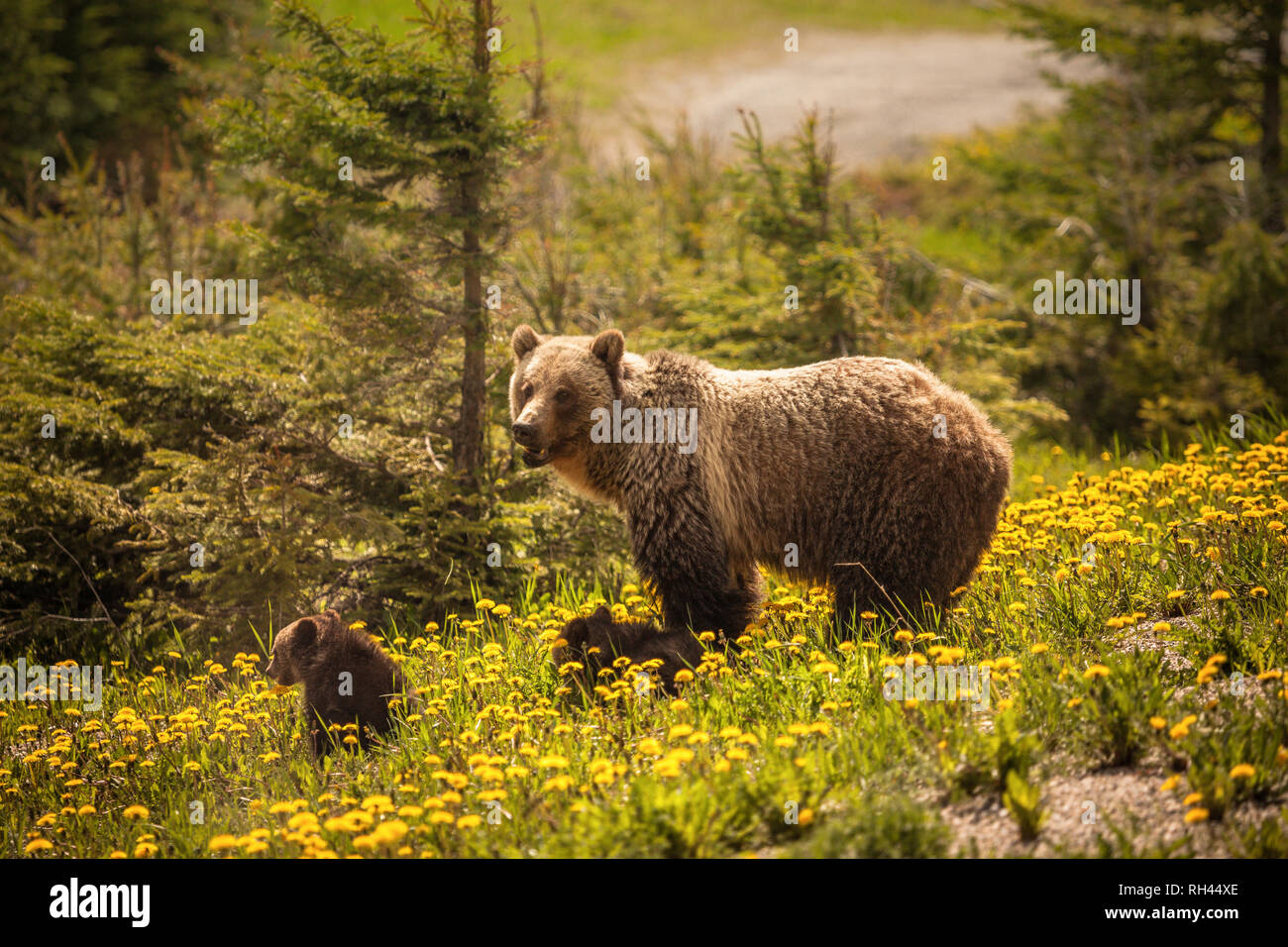 Bear in Jasper National Park in Canada. Alberta, Canada Stock Photo - Alamy