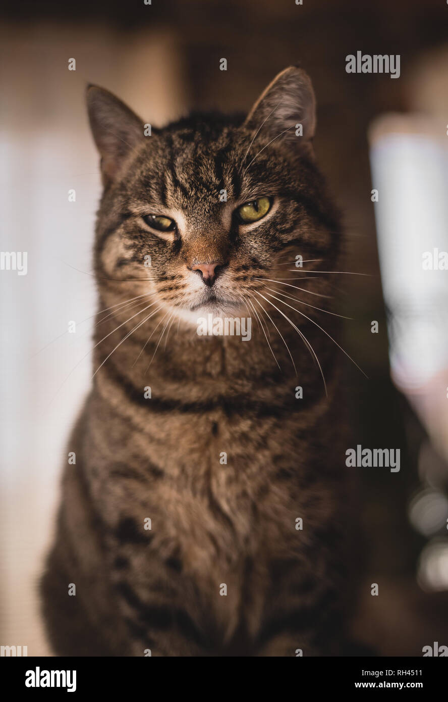 Portrait of beautiful Striped tomcat with handicap on his left green ...