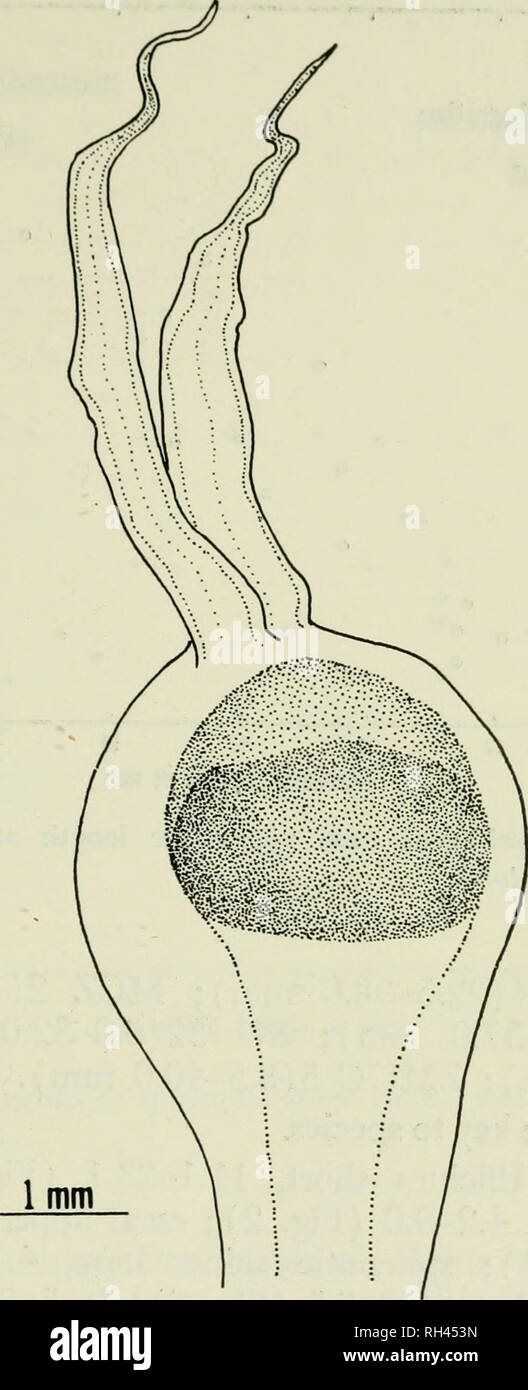 Acanthognathus hi-res stock photography and images - Alamy