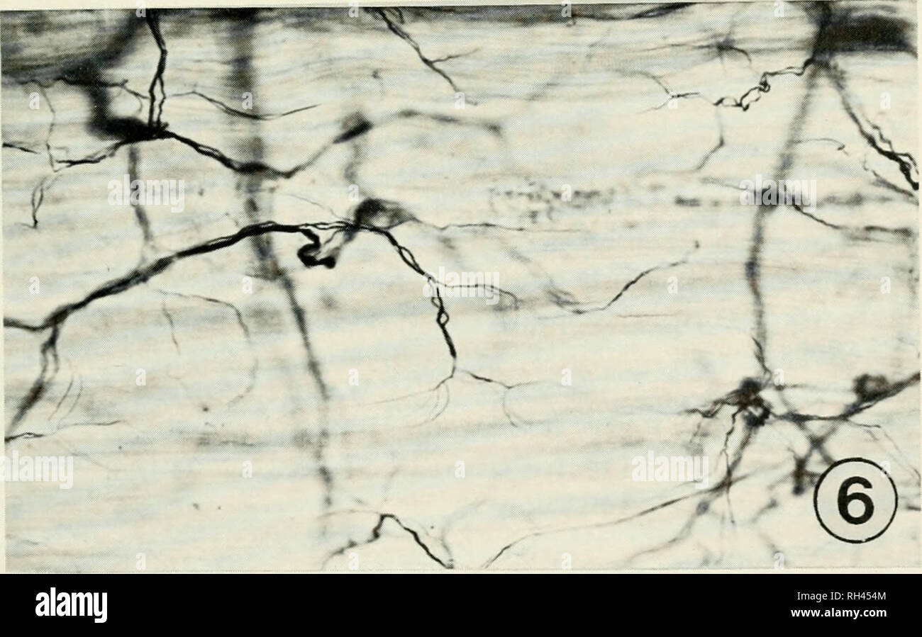 Eigenmannia hi-res stock photography and images - Alamy