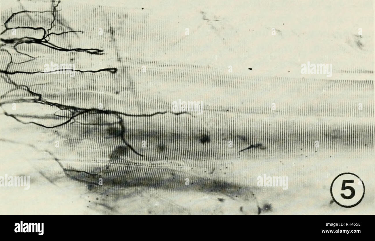 . Breviora. 1982 MYOTOME INNERVATION. Figure 5. Silver impregnated ...