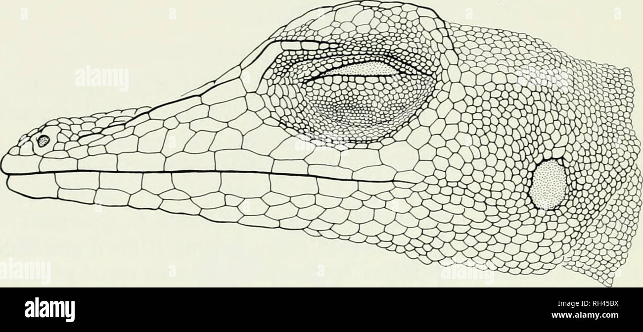 . Breviora. 4 BREVIORA No. 506. Figure 2. Phenacosaurus carlostoddi ...