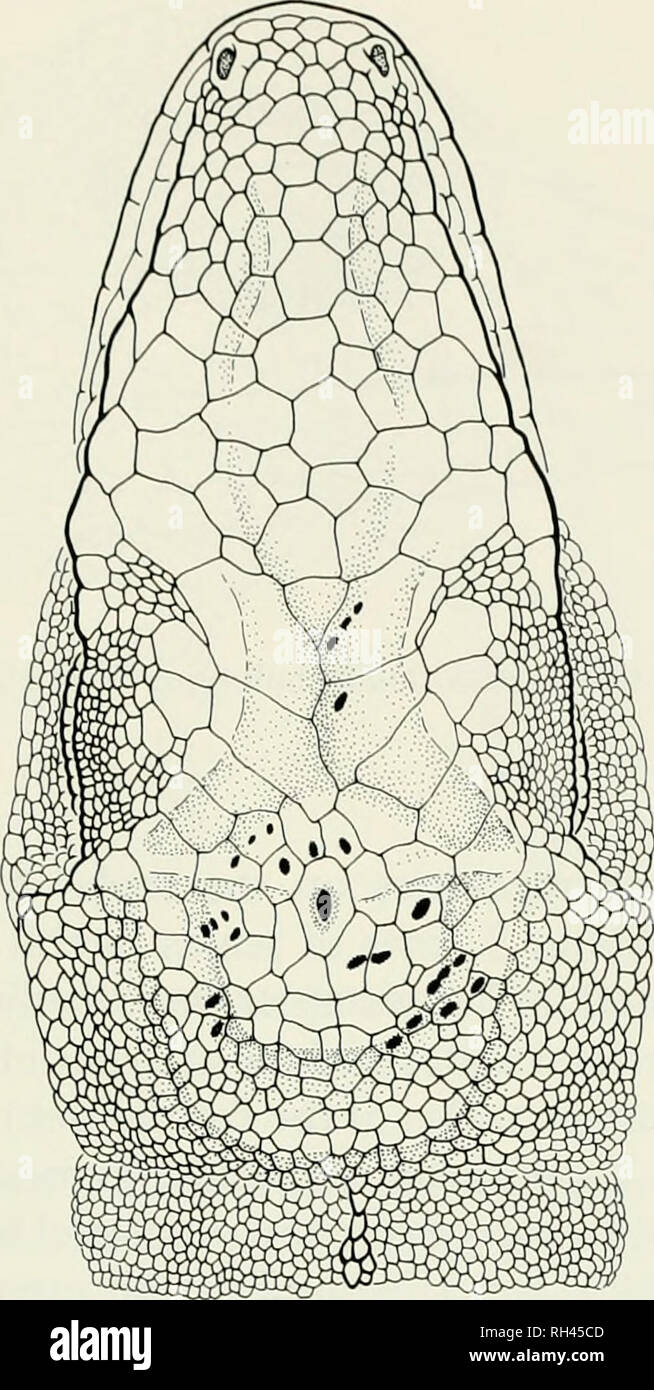Parietal scales hi-res stock photography and images - Alamy