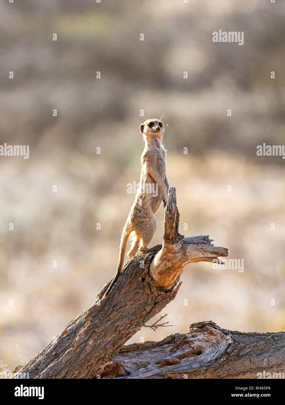 A Meerkat standing sentry on a dead tree in Southern African savanna ...