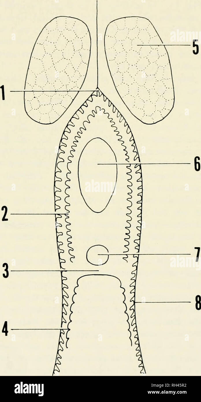 . Breviora. 970 THE LUCINOII) FIMBRIA isthmus, and dorsally they are ...