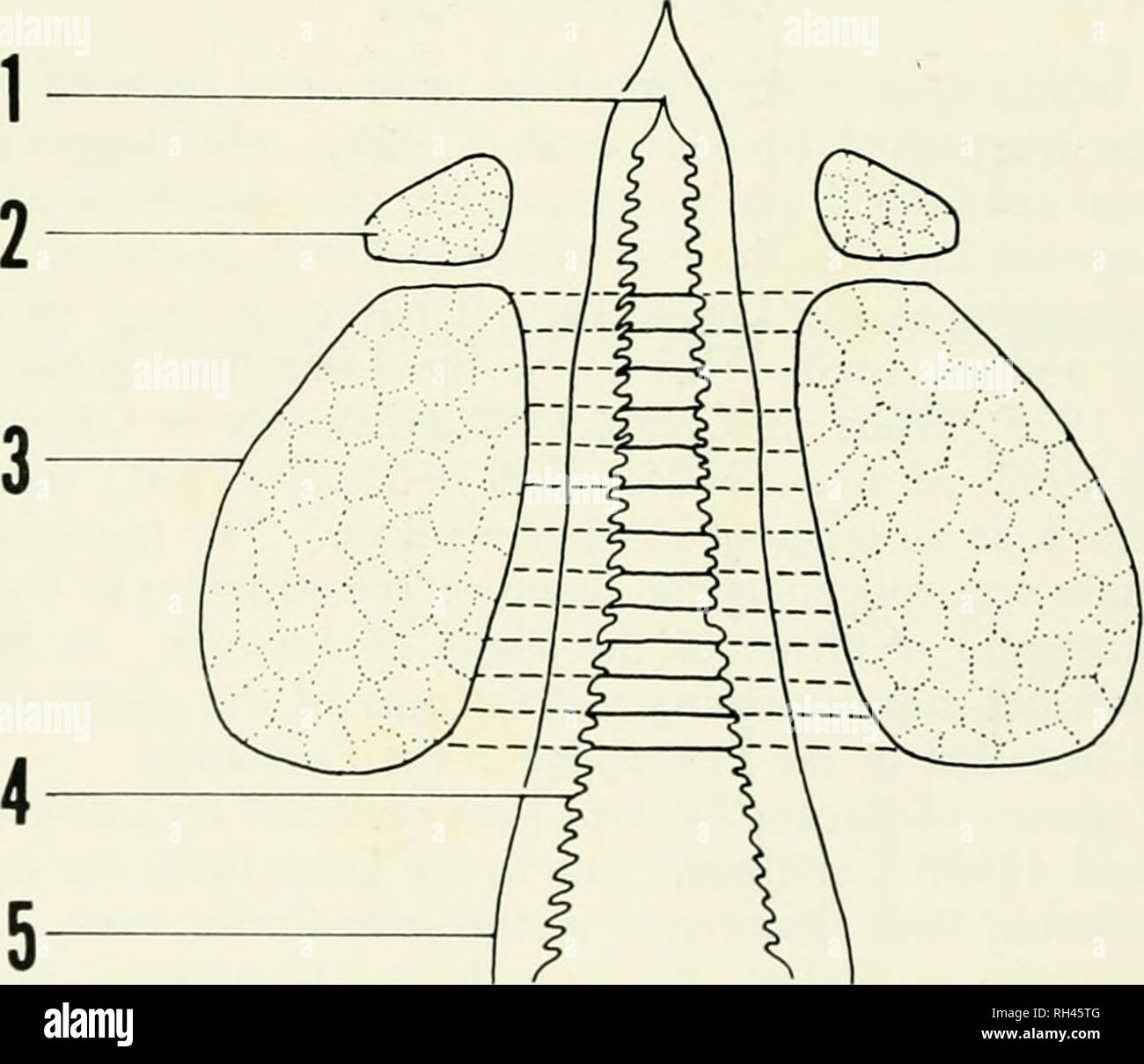 . Breviora. BREVIORA No. 350 THE ANATOMY OF FIMBRIA FIMBRIA!A Mantle ...