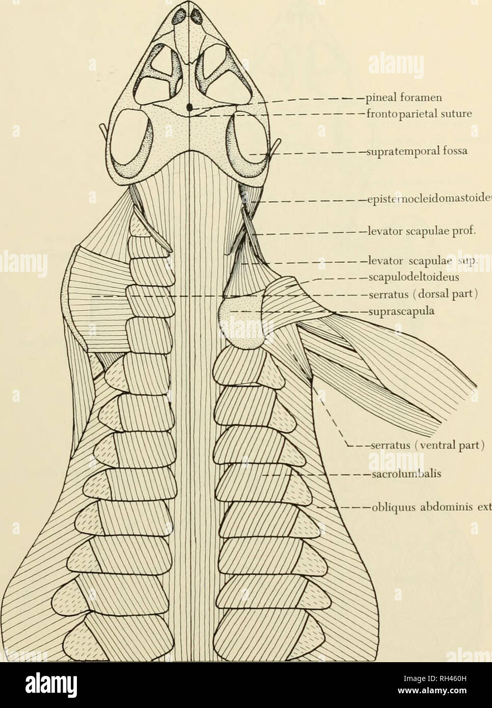 . Brigham Young University science bulletin. Biology -- Periodicals ...
