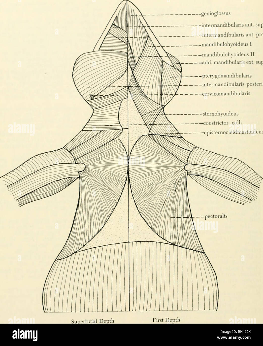 . Brigham Young University science bulletin. Biology -- Periodicals ...
