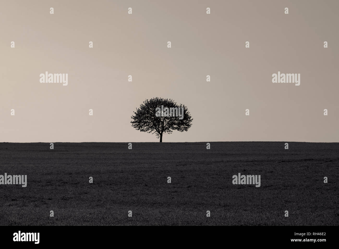 Monochrome image with one tree in the middle of an empty meadow at ...