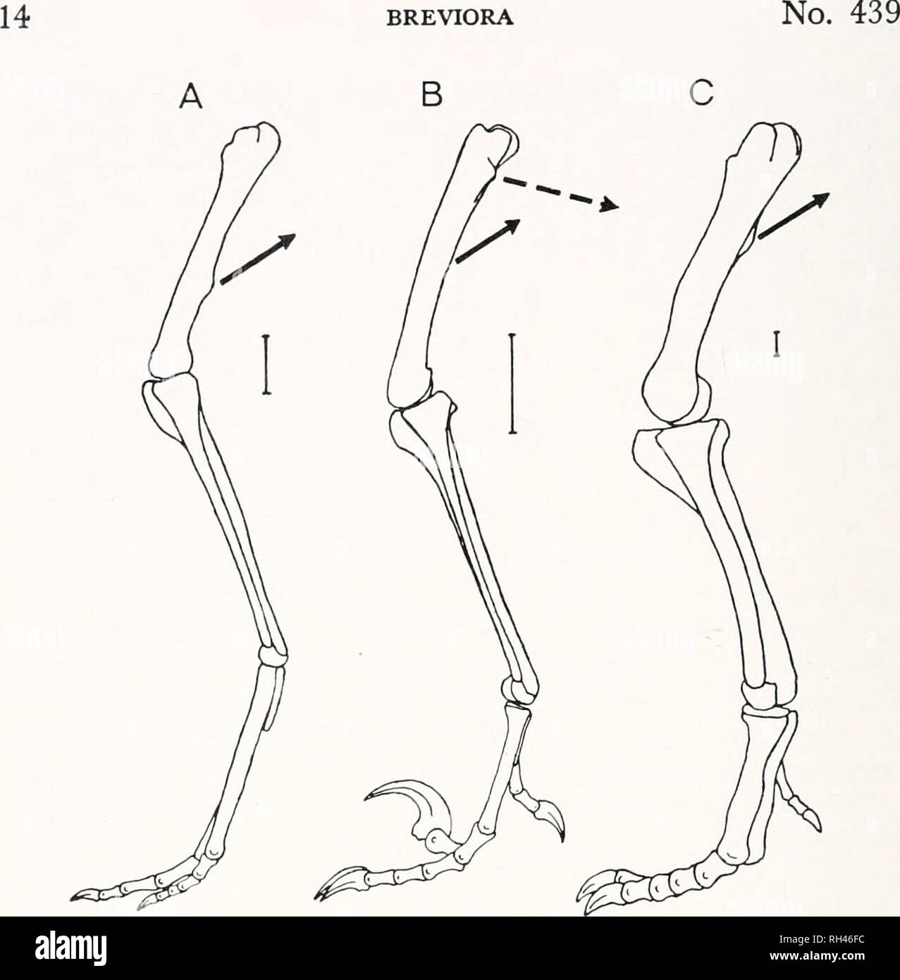 . Breviora. . Fig. 8. Comparison of hind limb proportions in Struthio ...