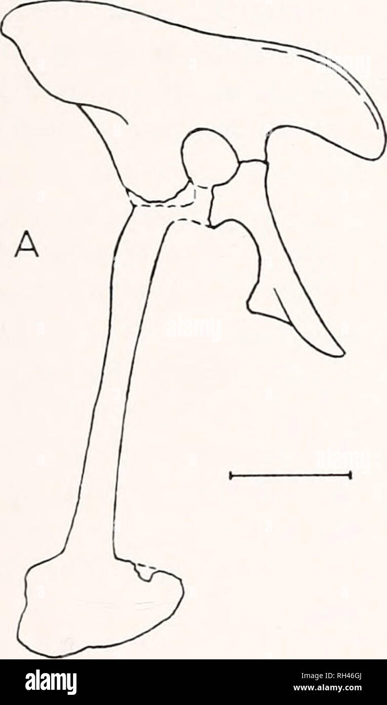 Pubic pubes hi-res stock photography and images - Alamy