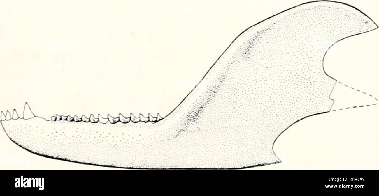 . Breviora. Figure 5. The skull of Megagomphodon oligodcns in ventral ...