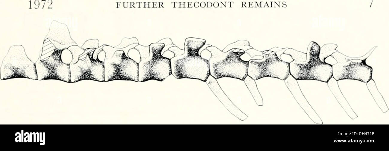 . Breviora. FURTHER THECODONT REMAINS. Figure 6. I.agosuchus ViUocnsis ...