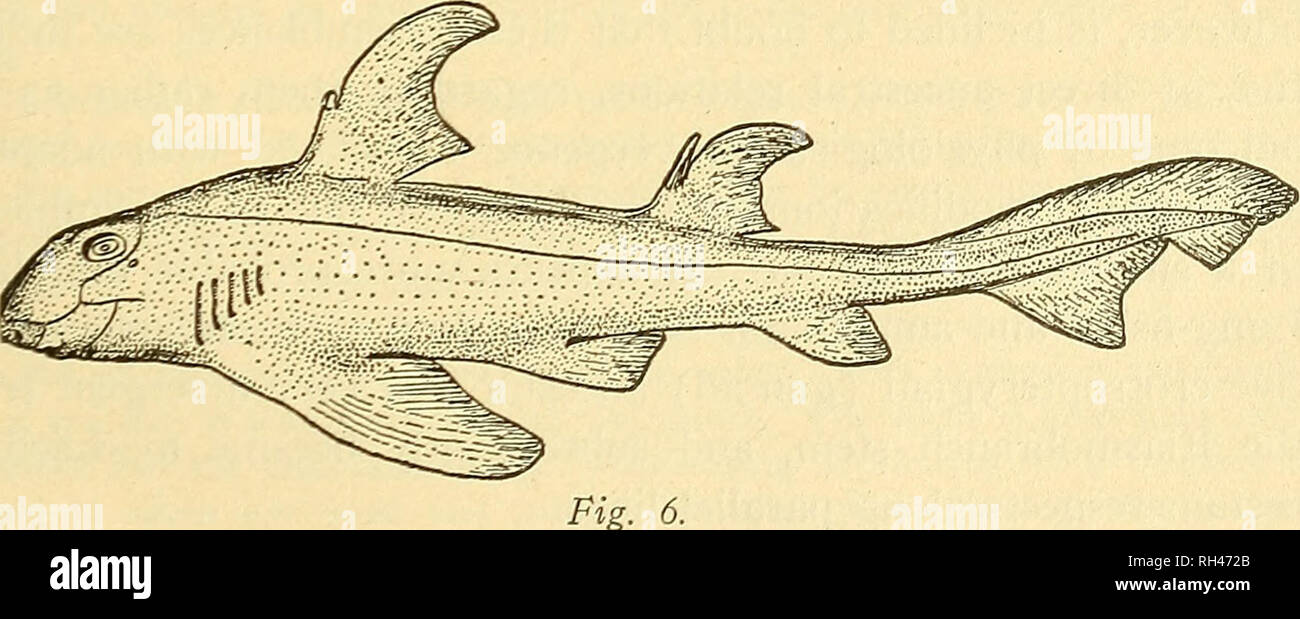 . A brief general account of fossil fishes : the Triassic fishes of New ...