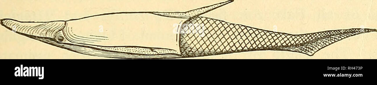 . A brief general account of fossil fishes : the Triassic fishes of New ...
