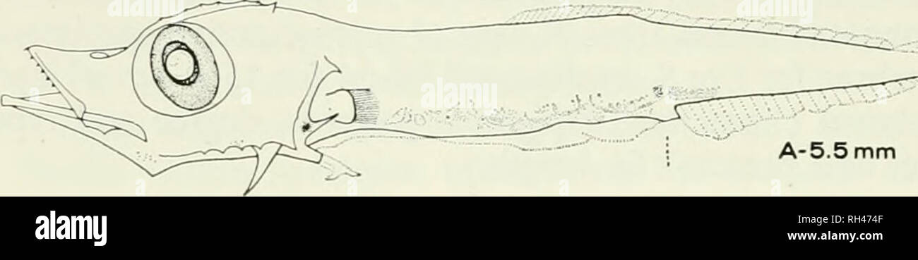 Preopercular spine hi-res stock photography and images - Alamy