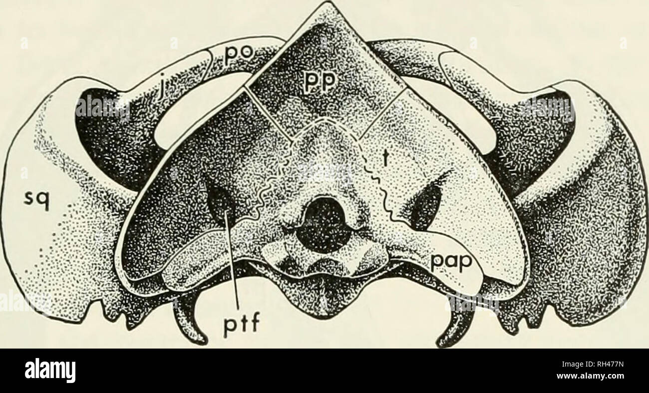 . Breviora. 1969 PROBELESODON LEWISI In posterior view, the occiput is ...