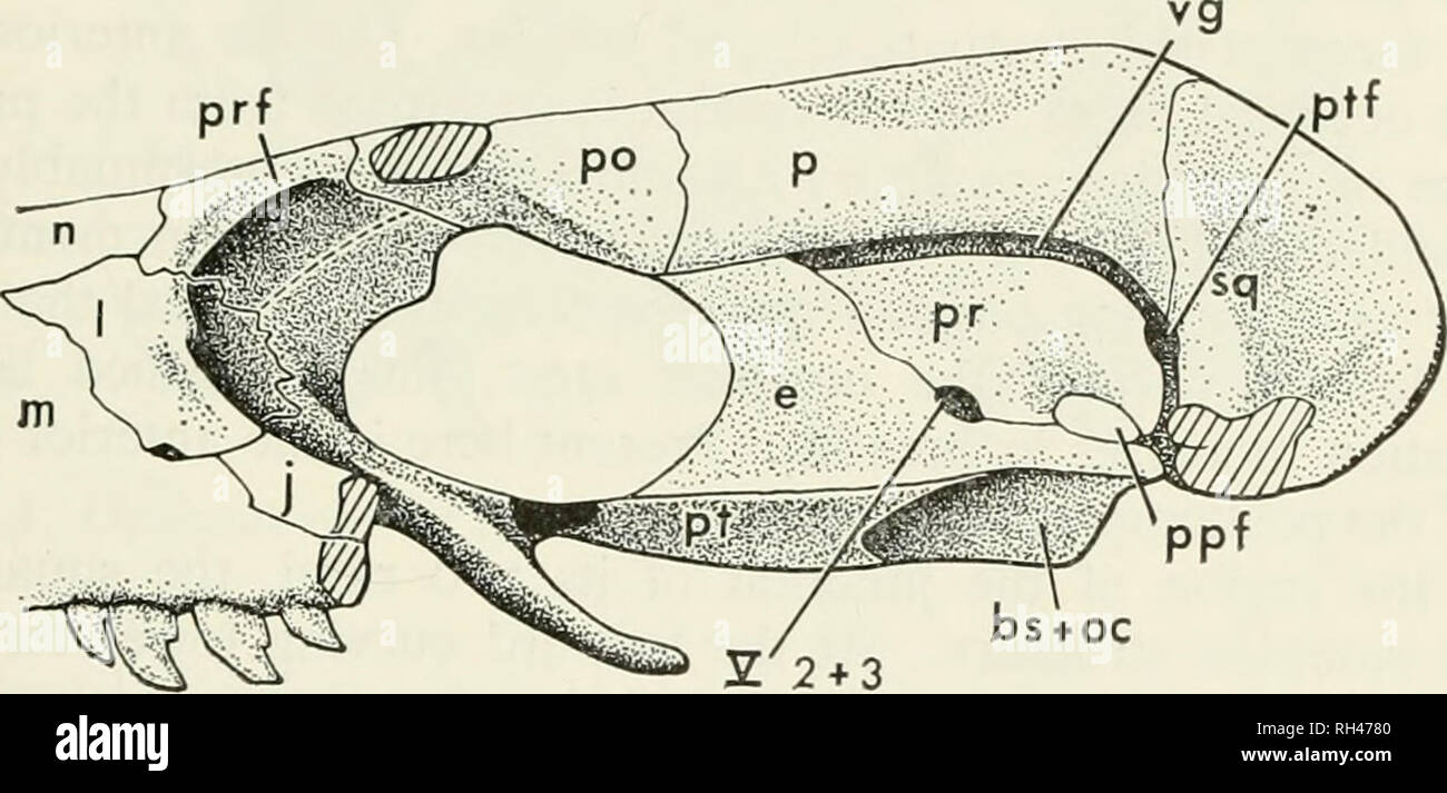 . Breviora. Fig. 2. Lateral view of the skull of Probelesodon lewisi ...
