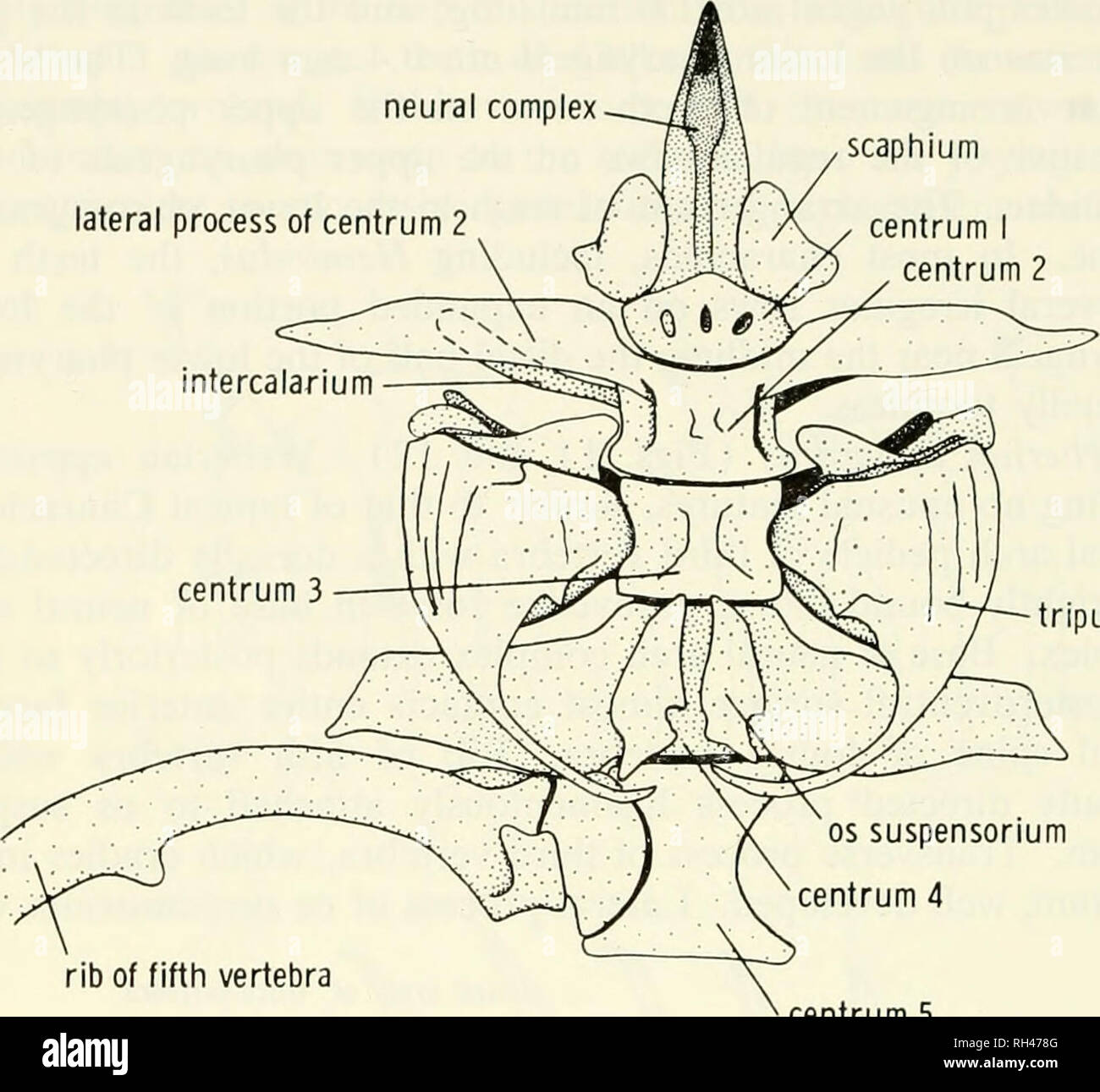 Weberian apparatus hi-res stock photography and images - Alamy