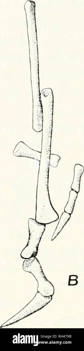 Articulated toes hi-res stock photography and images - Alamy