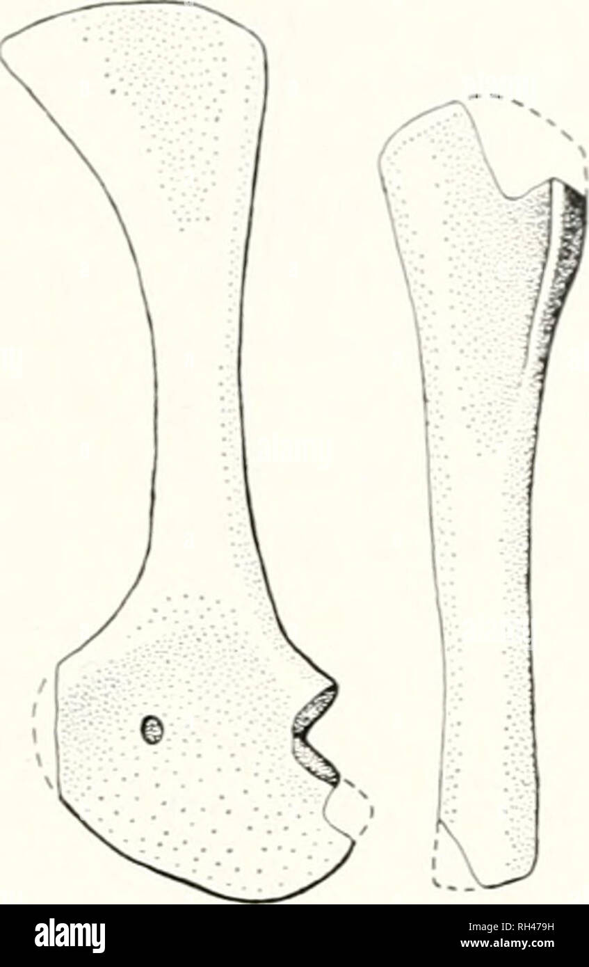 Lewisuchus hi-res stock photography and images - Alamy