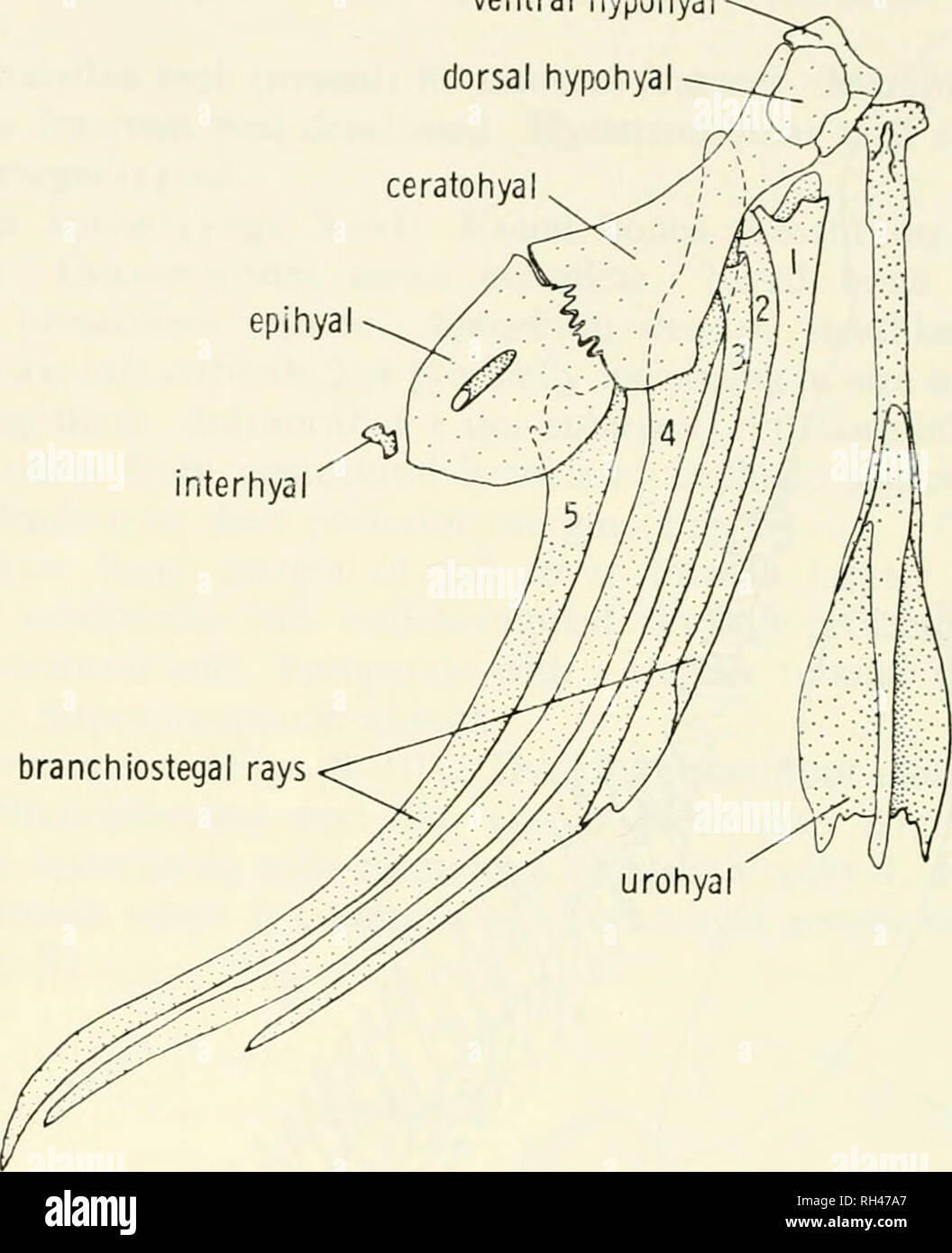 . Breviora. 14 BREVIORA No. 367 ventral liypohyal dorsal hypohyal ...