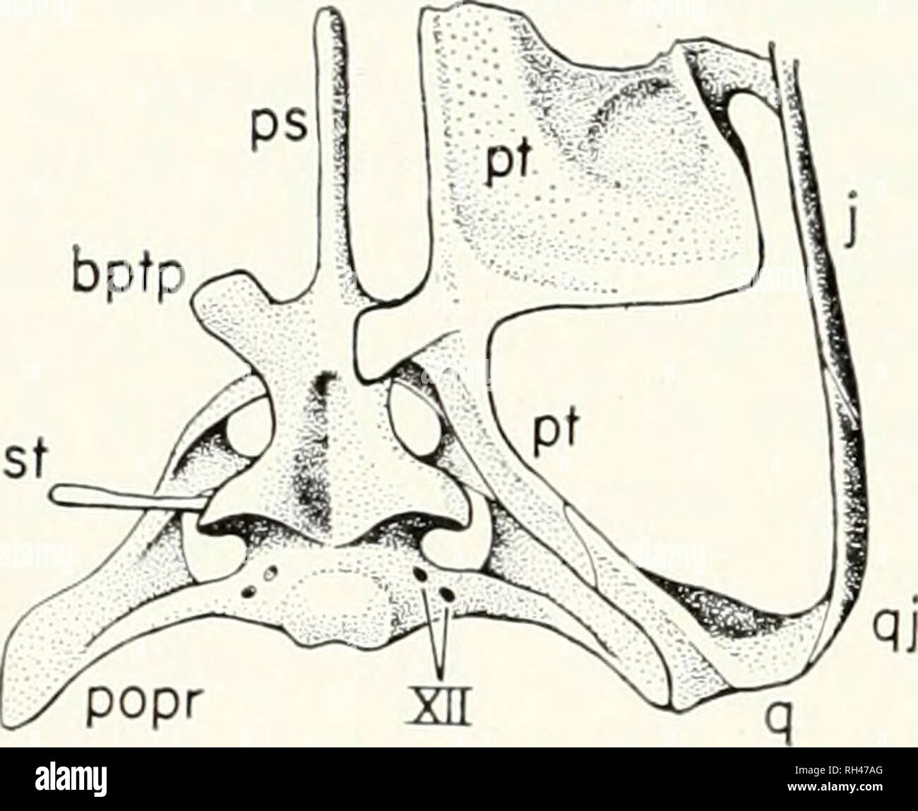 . Breviora. aiz^ Figure 2. Posterior view of the skull; roof restored ...