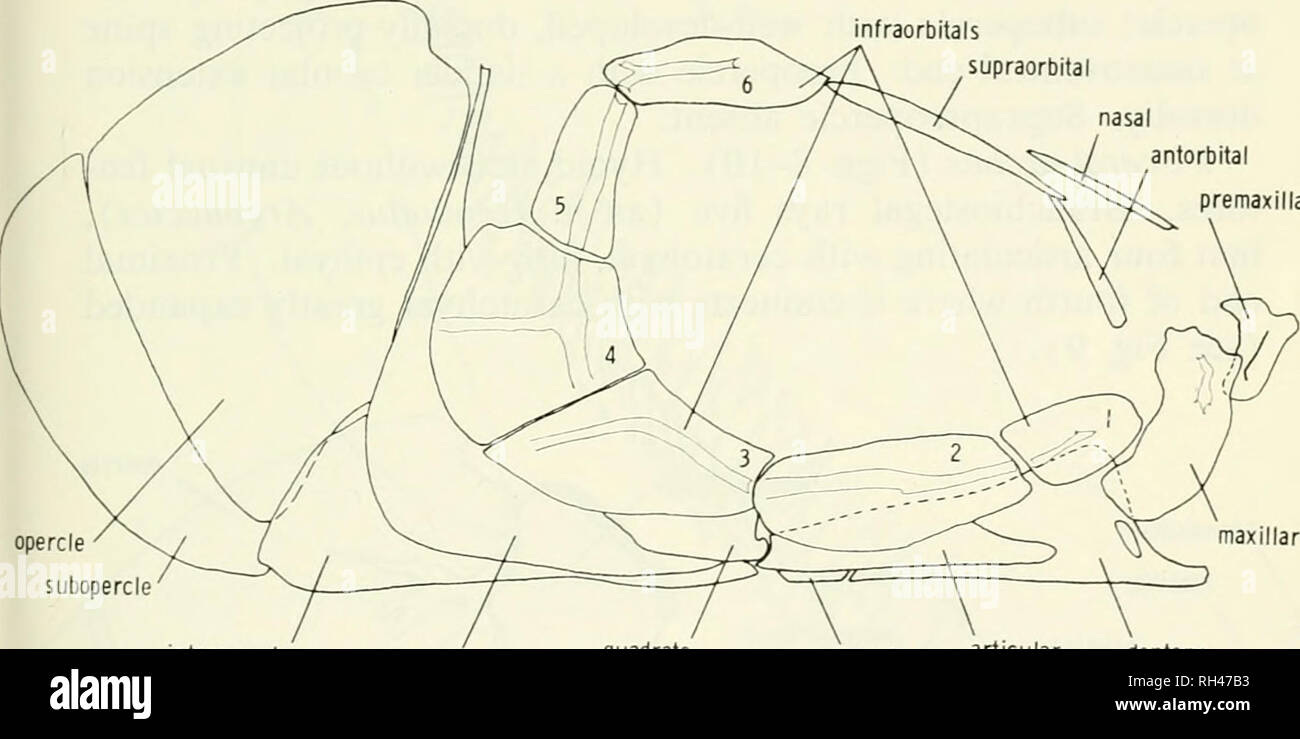 . Breviora. 1971 BRAZILIAN CHARACIN FISH 11 premaxillary and maxillary ...