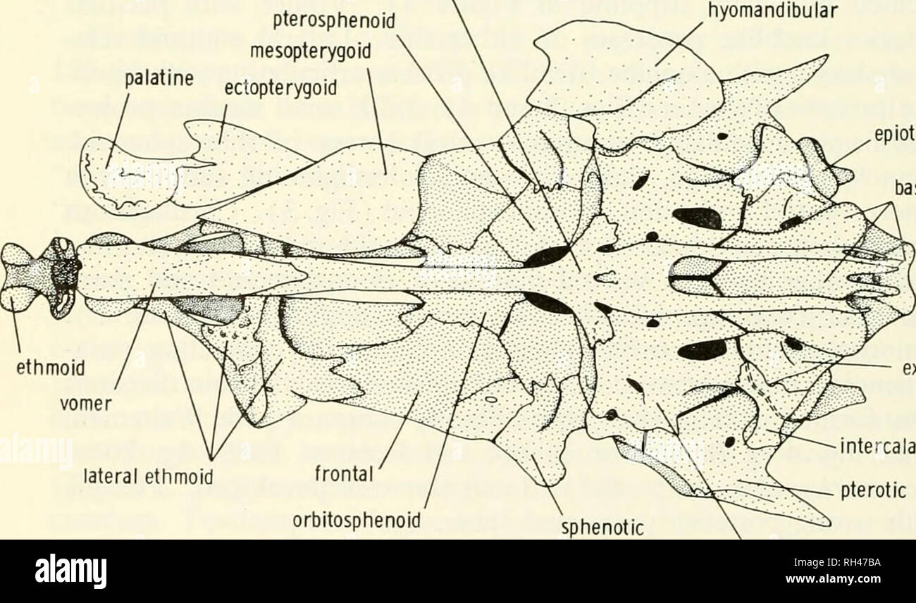 . Breviora. vomer rhinosphenoid orbitosphenoid pterosphenold ...