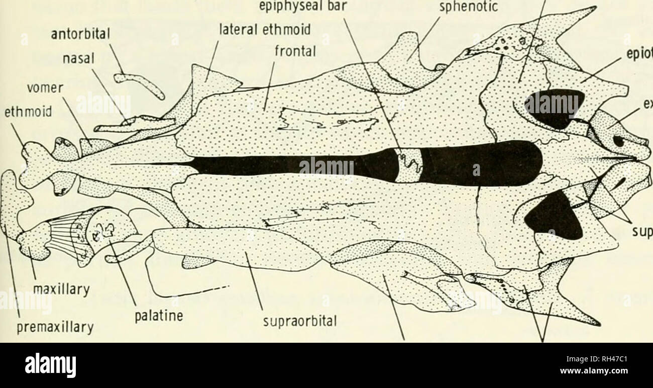 . Breviora. 1971 BRAZILIAN CHARACIN FISH antorbjtal nasa vomer ethmoid ...