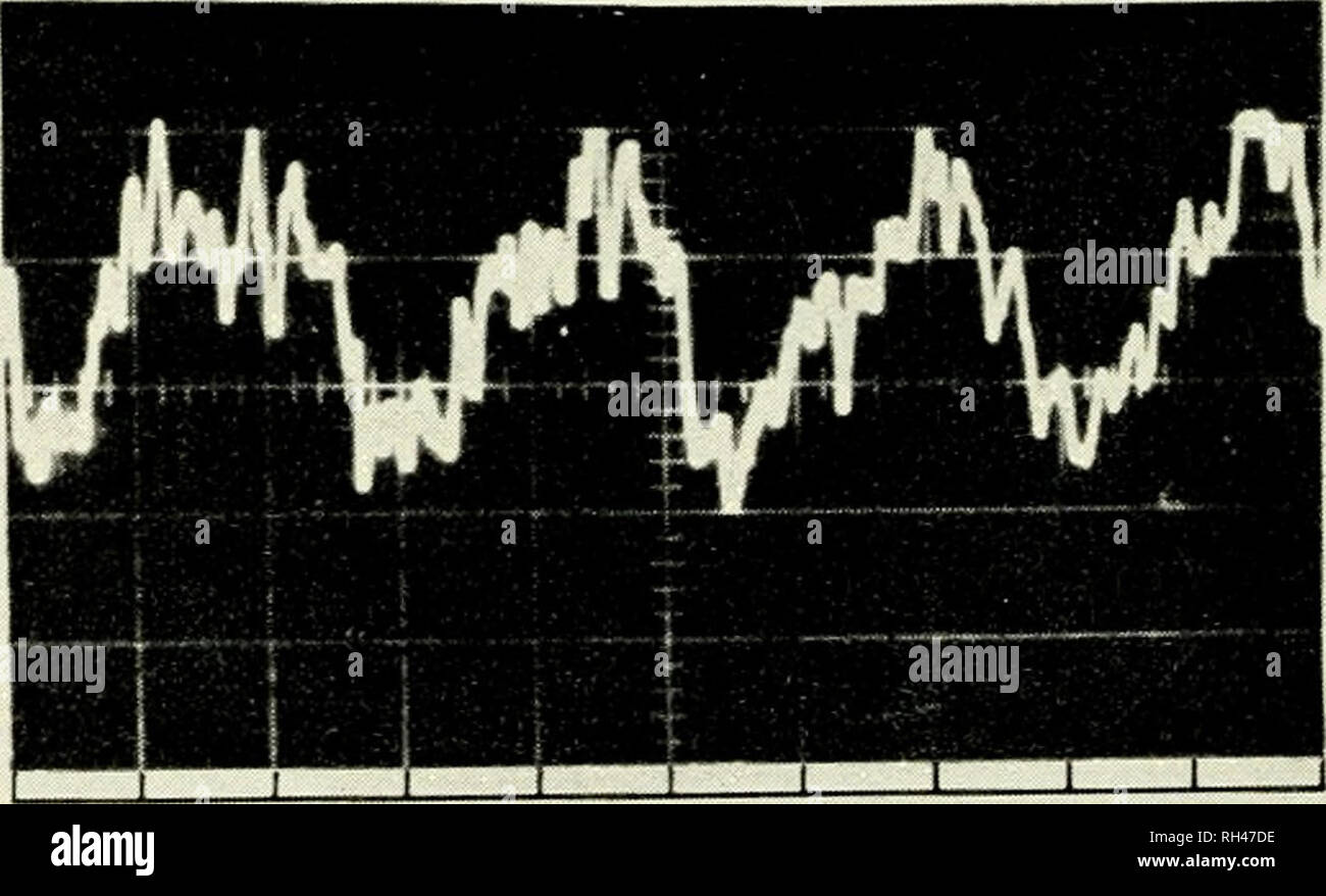 . Breviora. . / msec/div. Figure 1. Oscillographic pictures of (A) the ...