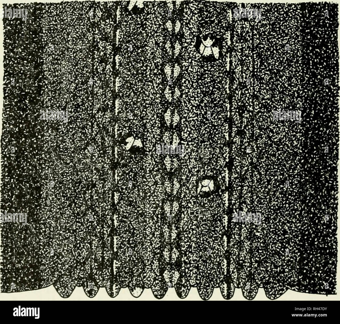 . Breviora. BREVIORA No. 229 (AMNH); Museum of Comparative Zoology ...