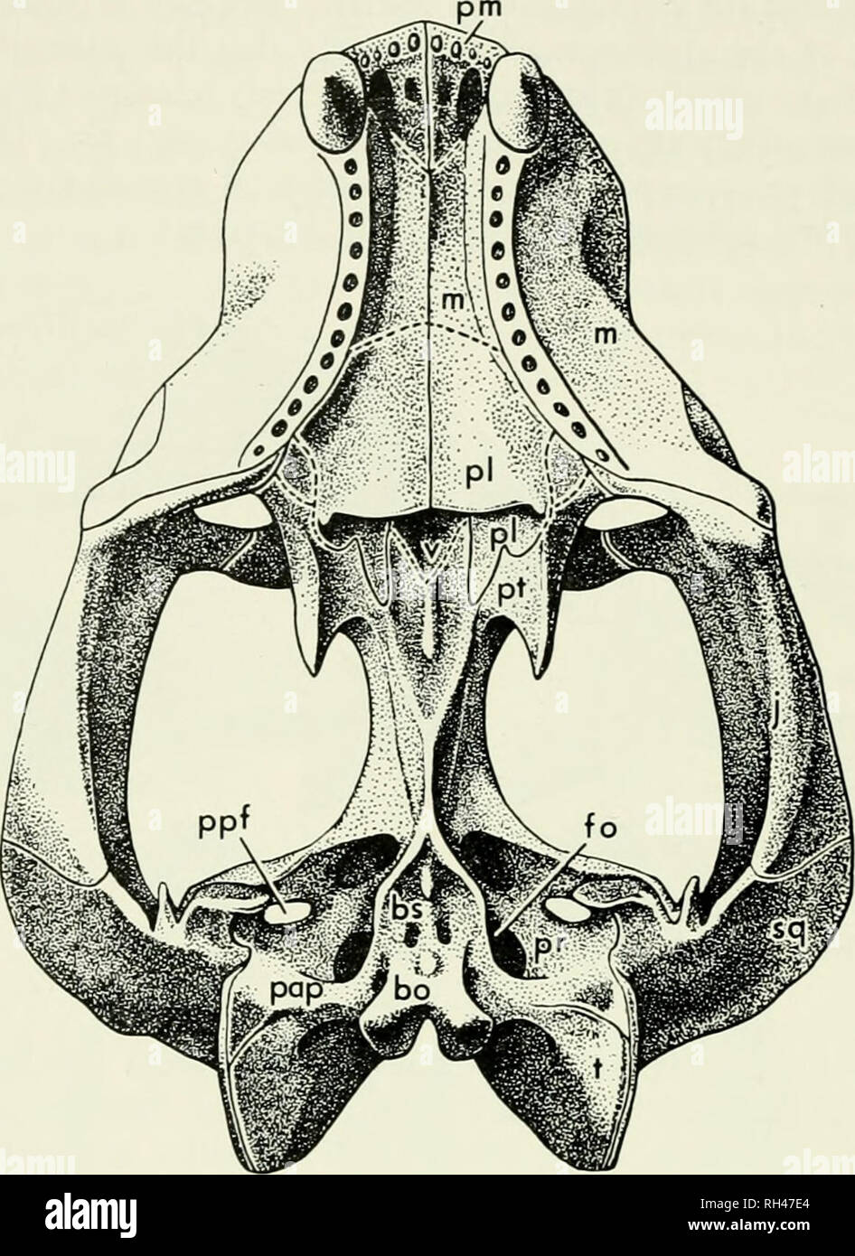 Medial pterygoid hi-res stock photography and images - Alamy