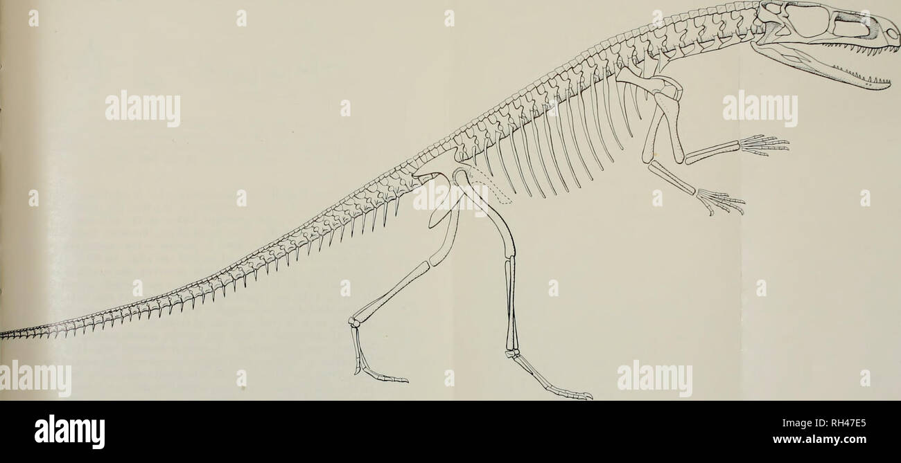 . Breviora. 1972 (iRACILI.SUCHUS STIPANIGICORUM 13. Plate 1. Skeleton ...