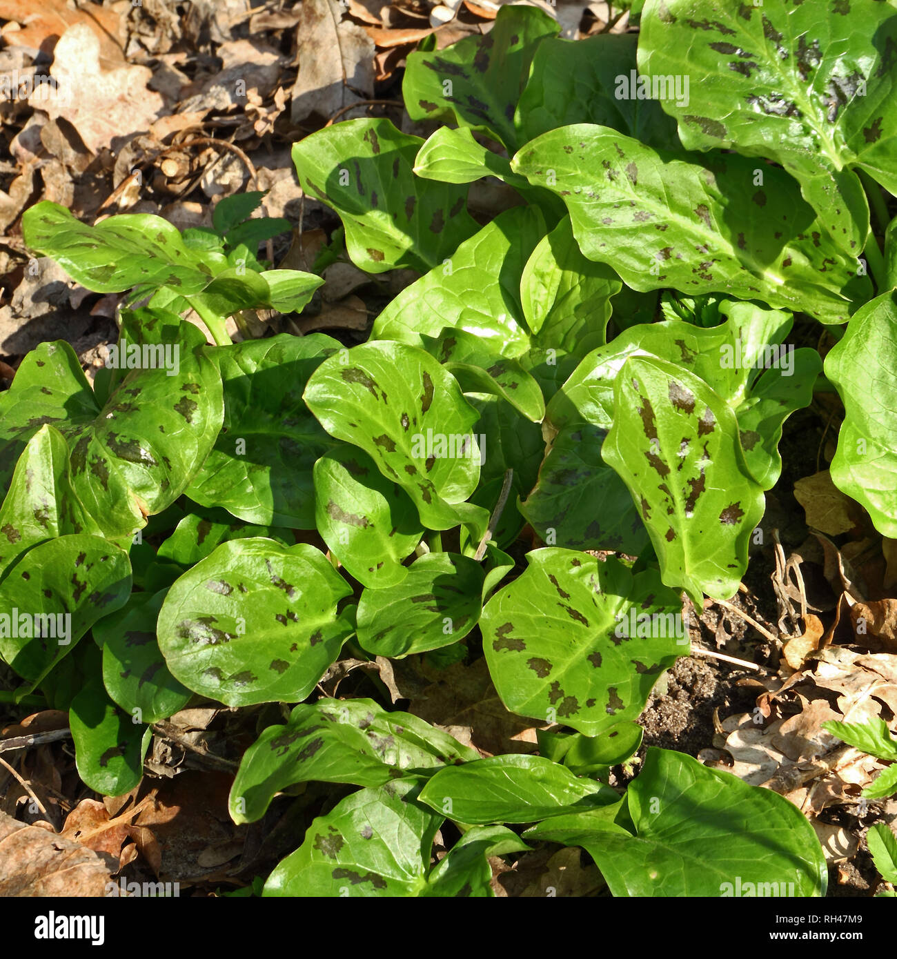 Arum Maculatum Stock Photos & Arum Maculatum Stock Images - Alamy